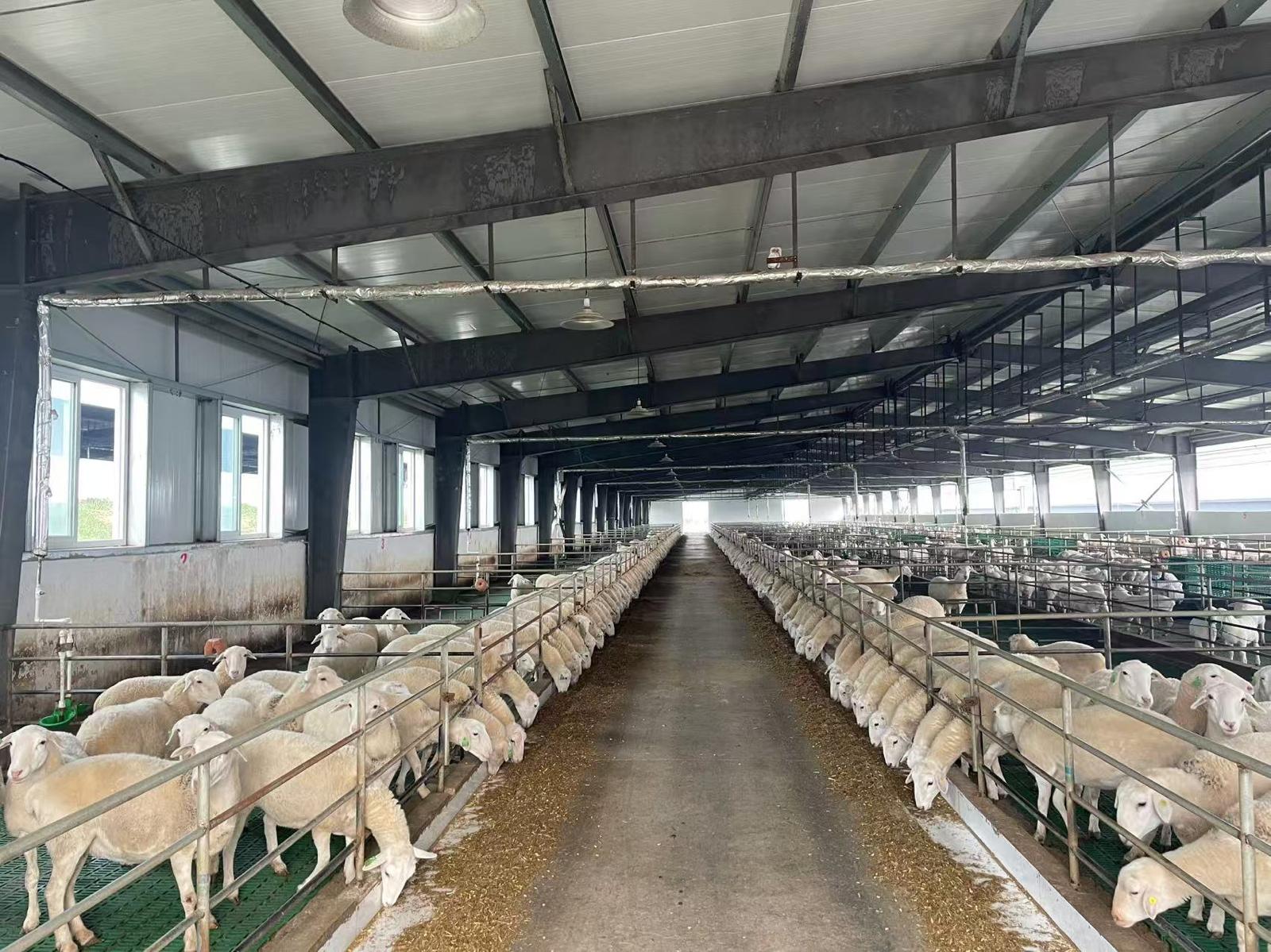 Sispa – About Us Sustainable Intensive Sheep Production Alliance