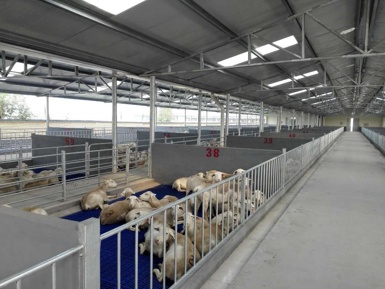 Sispa – About Us Sustainable Intensive Sheep Production Alliance