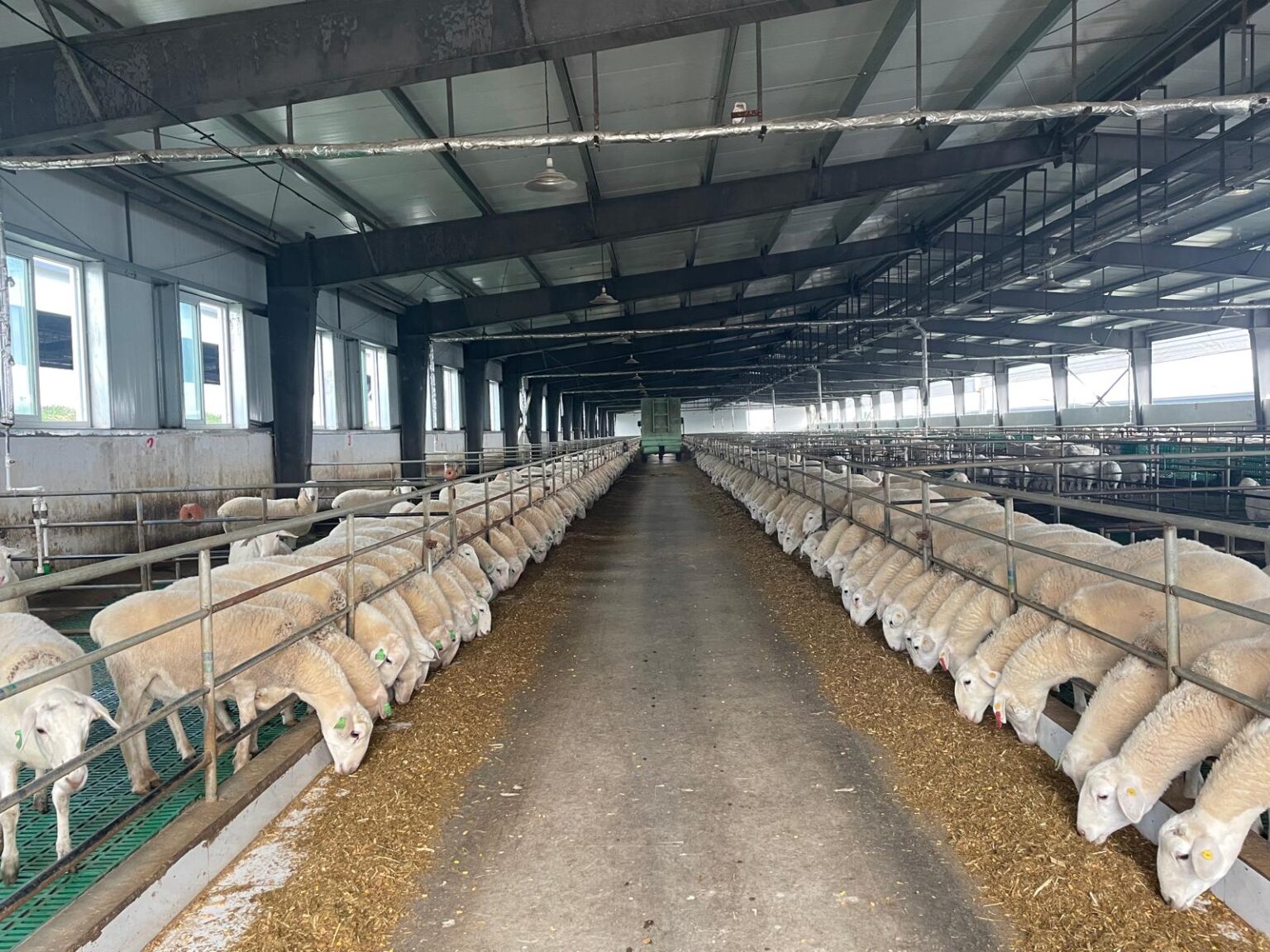 Sispa – About Us Sustainable Intensive Sheep Production Alliance